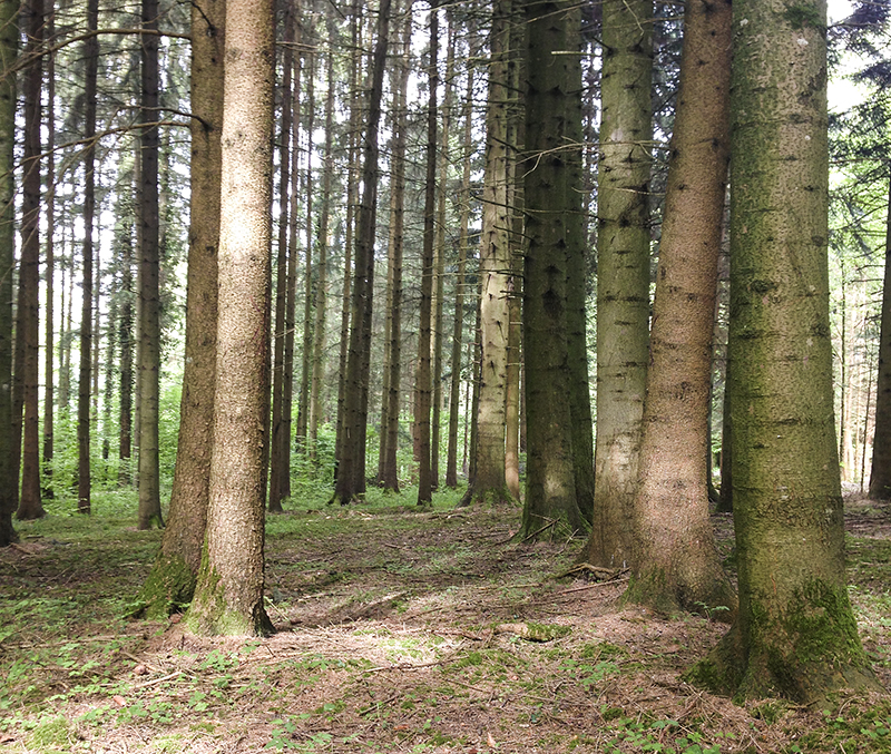 Lektion eines Baumes…